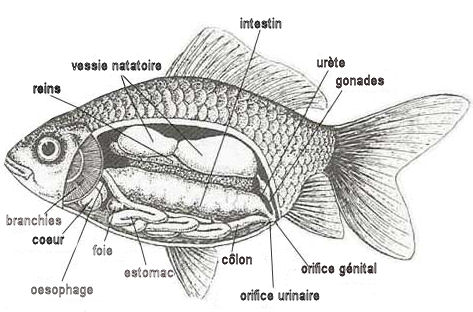 L’anatomie du Poisson – AQUA débutant