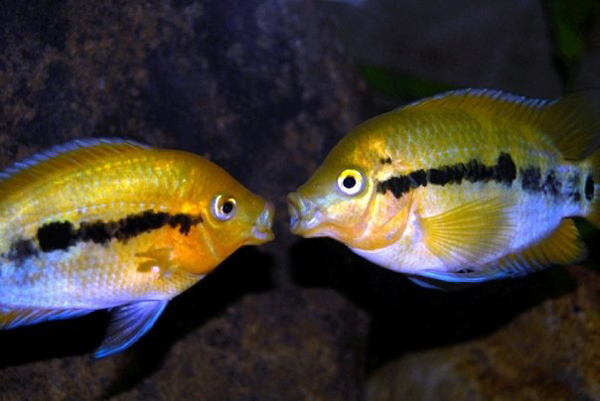 Archocentrus multispinosus – AQUA débutant