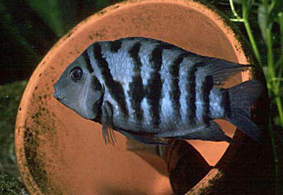 Archocentrus nigrofasciatus – AQUA débutant