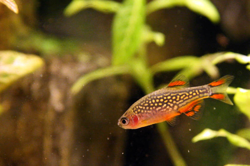 Microrasbora Galaxy (Danio margaritatus) – AQUA débutant