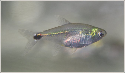 Cheirodon Kriegi (Odontostilbe kriegi) – AQUA débutant