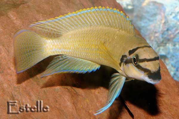 Les petites espèces du Lac Tanganyika. – AQUA débutant