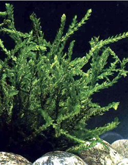 Fontinalis antipyretica – AQUA débutant