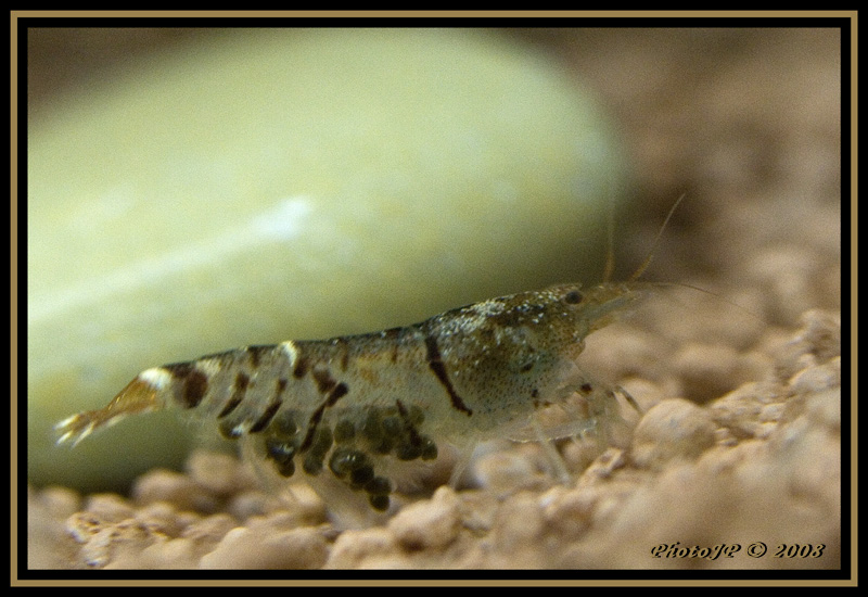 Crevette Tigrée – AQUA débutant