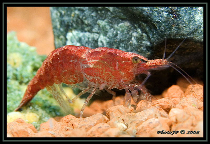 Crevette Red Cherry – AQUA débutant