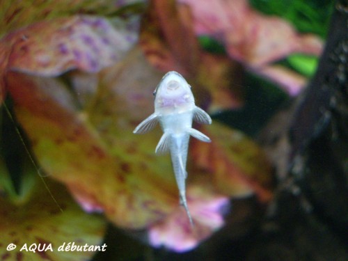 Macrotocinclus affinis (ex Otocinclus) affinis – AQUA débutant