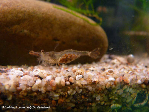 Crevette Caridina Simoni Simoni – AQUA débutant