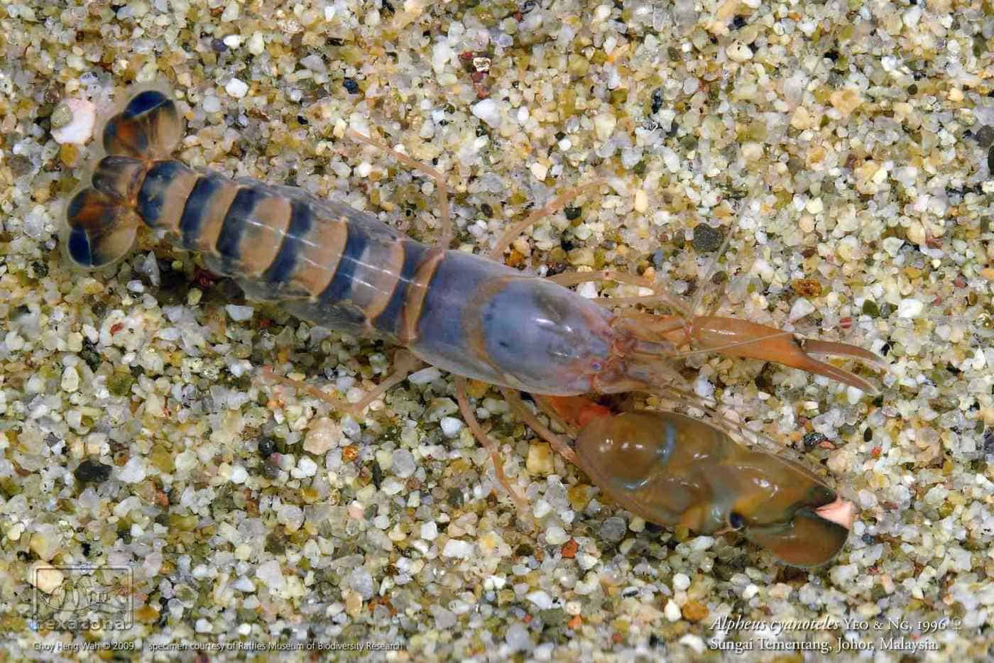 Crevette Alpheus Cyanoteles – AQUA débutant